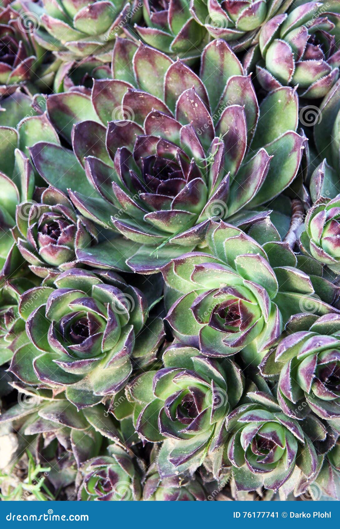 Houseleek stockbild. Bild von gärten, selten, fleischig - 76177741