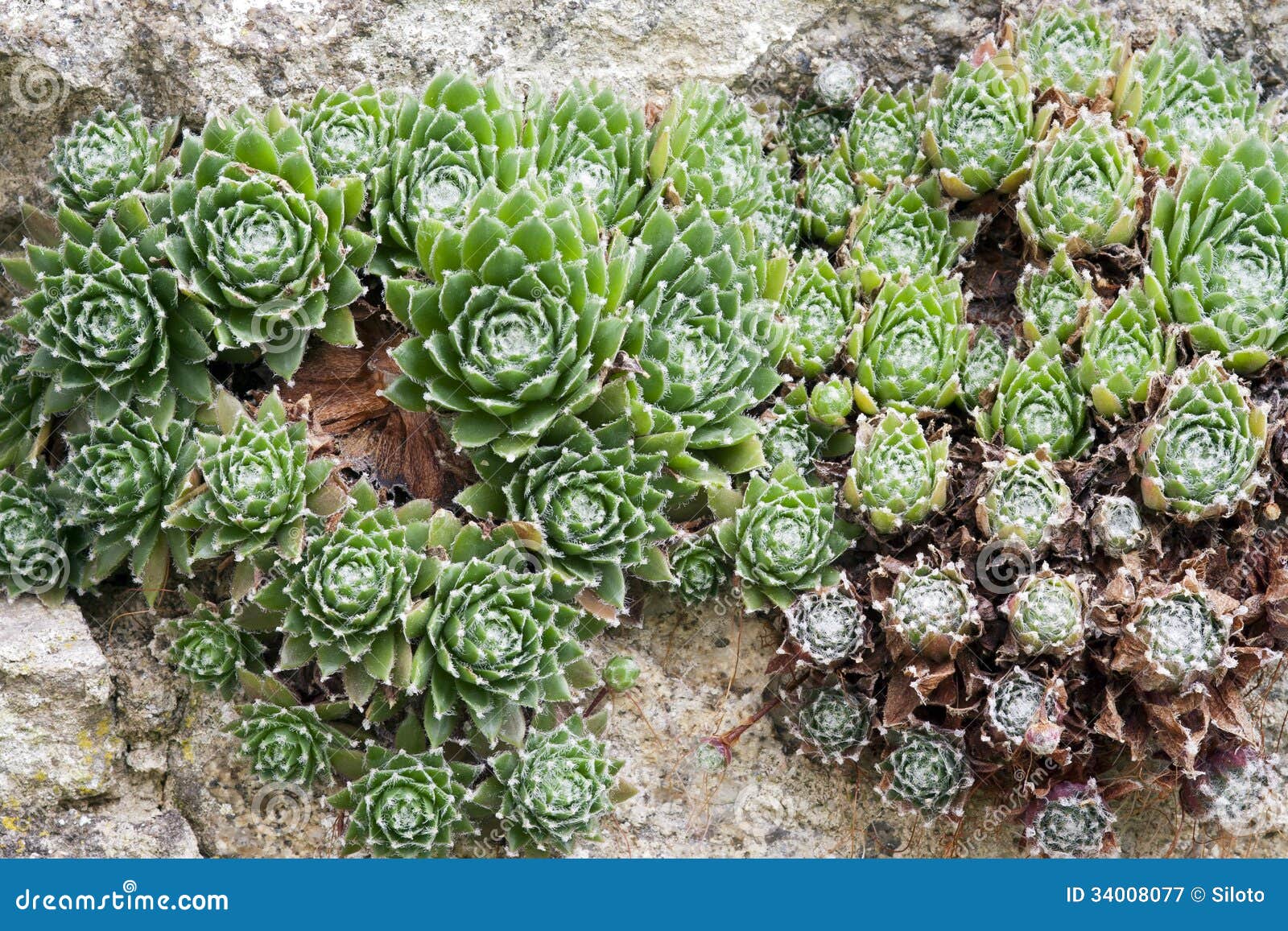 Houseleek stock image. Image of green, houseleek, macro - 34008077