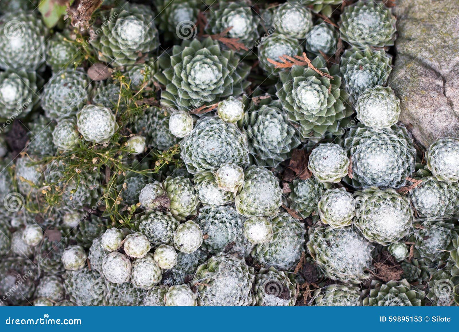 Houseleek stock image. Image of sengreen, bloom, rock - 59895153