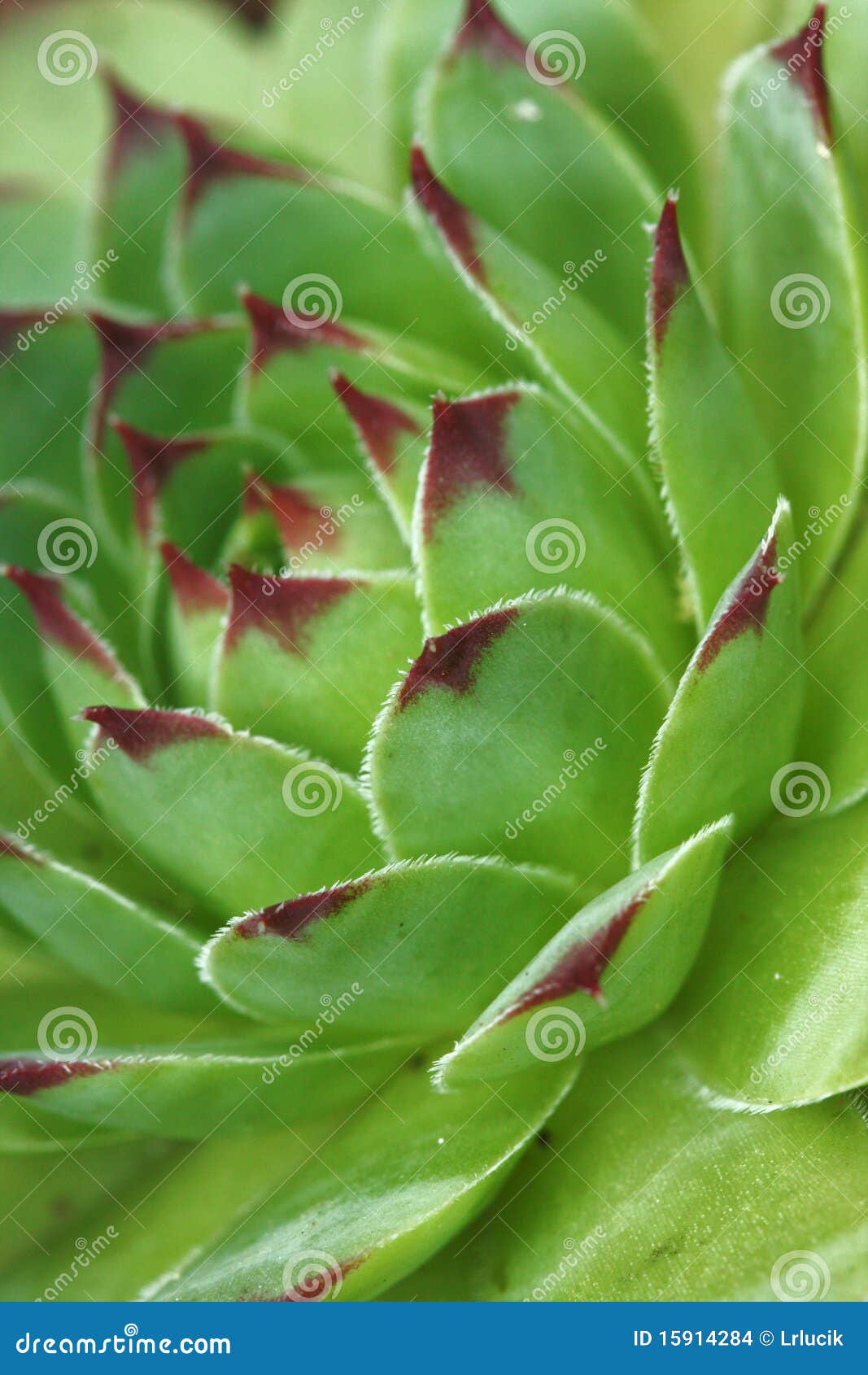 Houseleek flower stock photo. Image of horticulture, foliage - 15914284