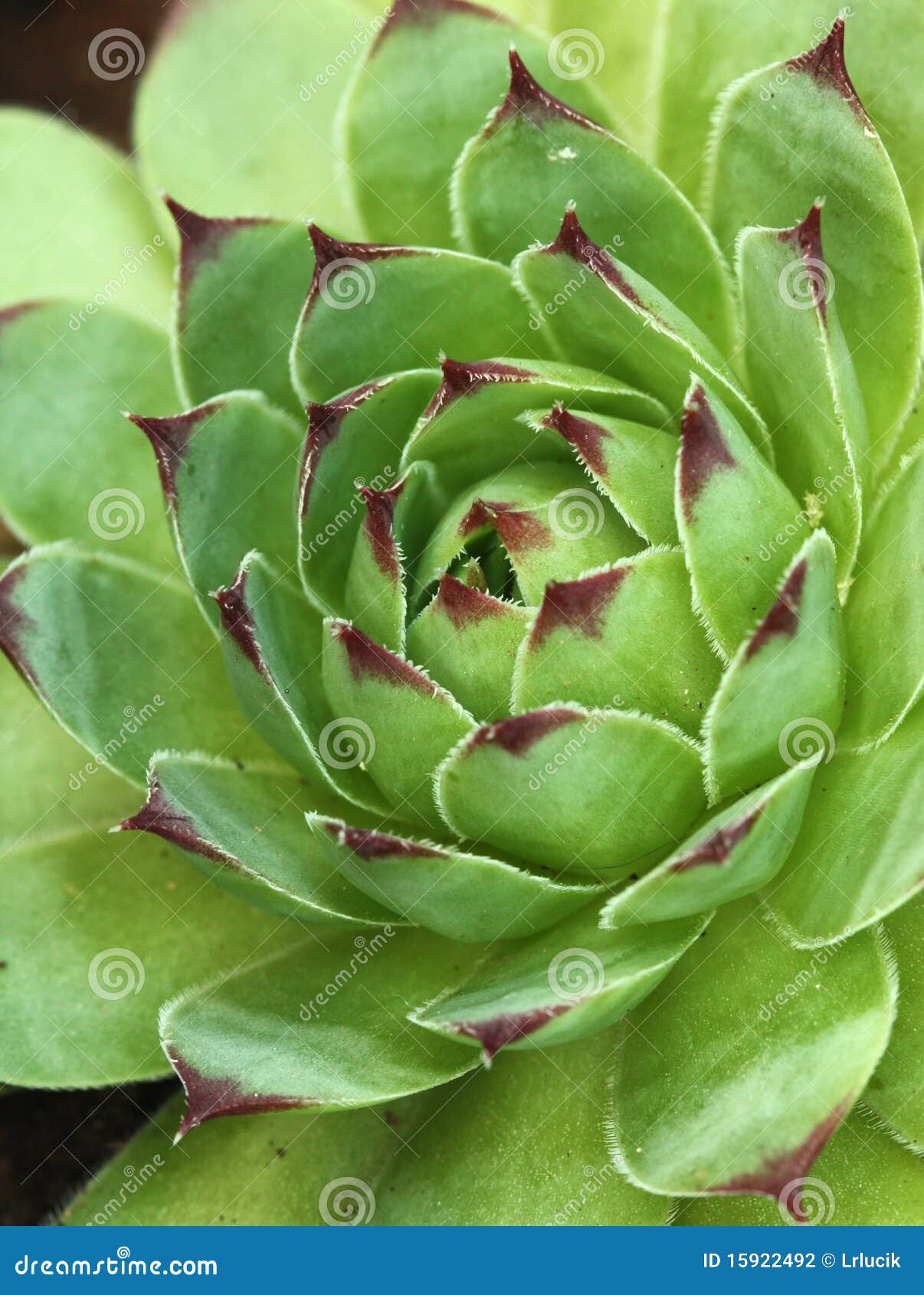 Houseleek flower stock photo. Image of cultivar, sempervivum - 15922492