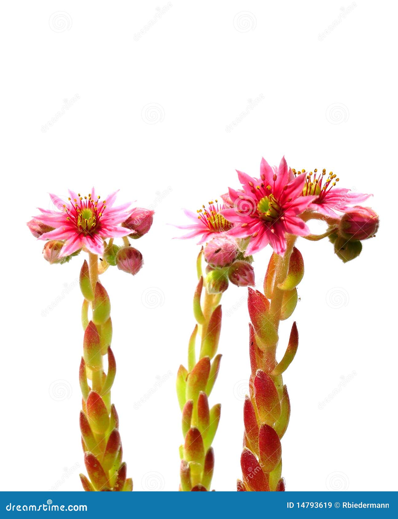 Houseleek Flowers (Sempervivum) Stock Image - Image of flower, purple ...