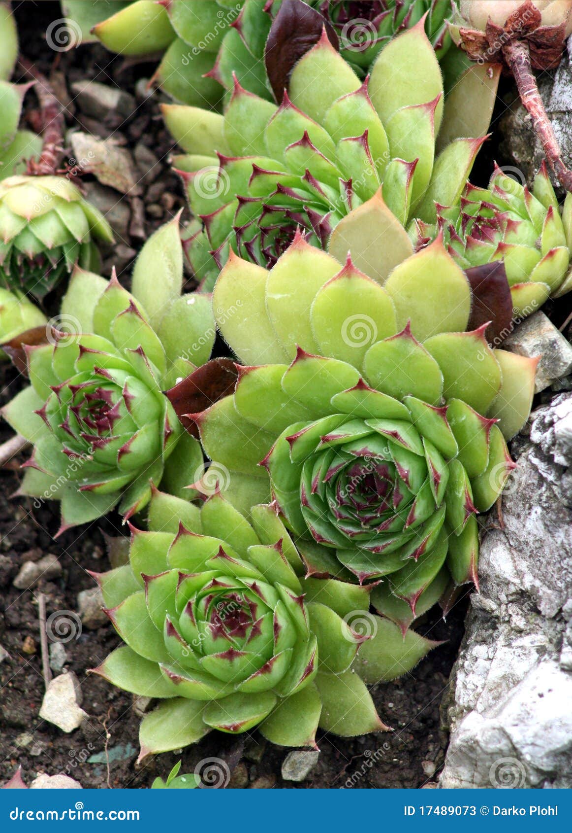 Houseleek - sempervivum stock image. Image of rockery - 17489073
