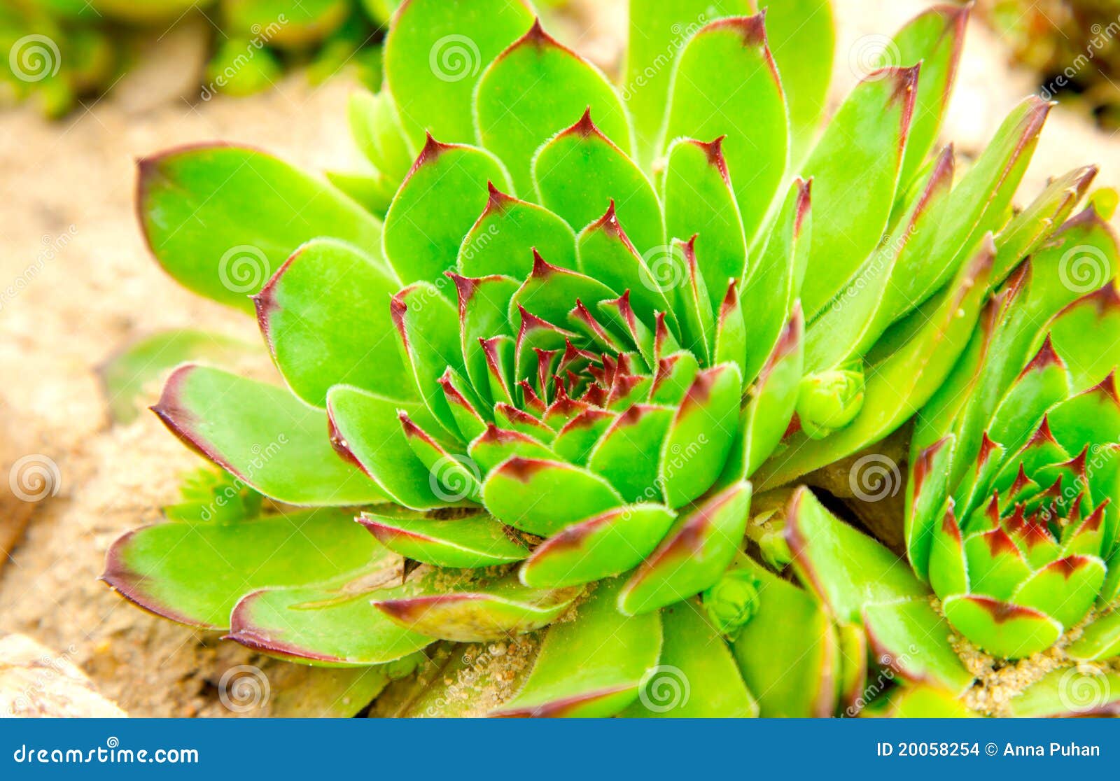 Houseleek - Sempervivum stock photo. Image of bloom, cactus - 20058254