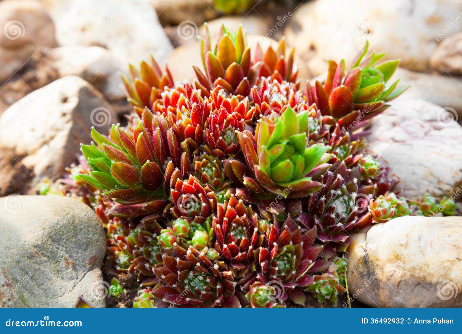 Houseleek - Sempervivum stock photo. Image of growth - 36492932