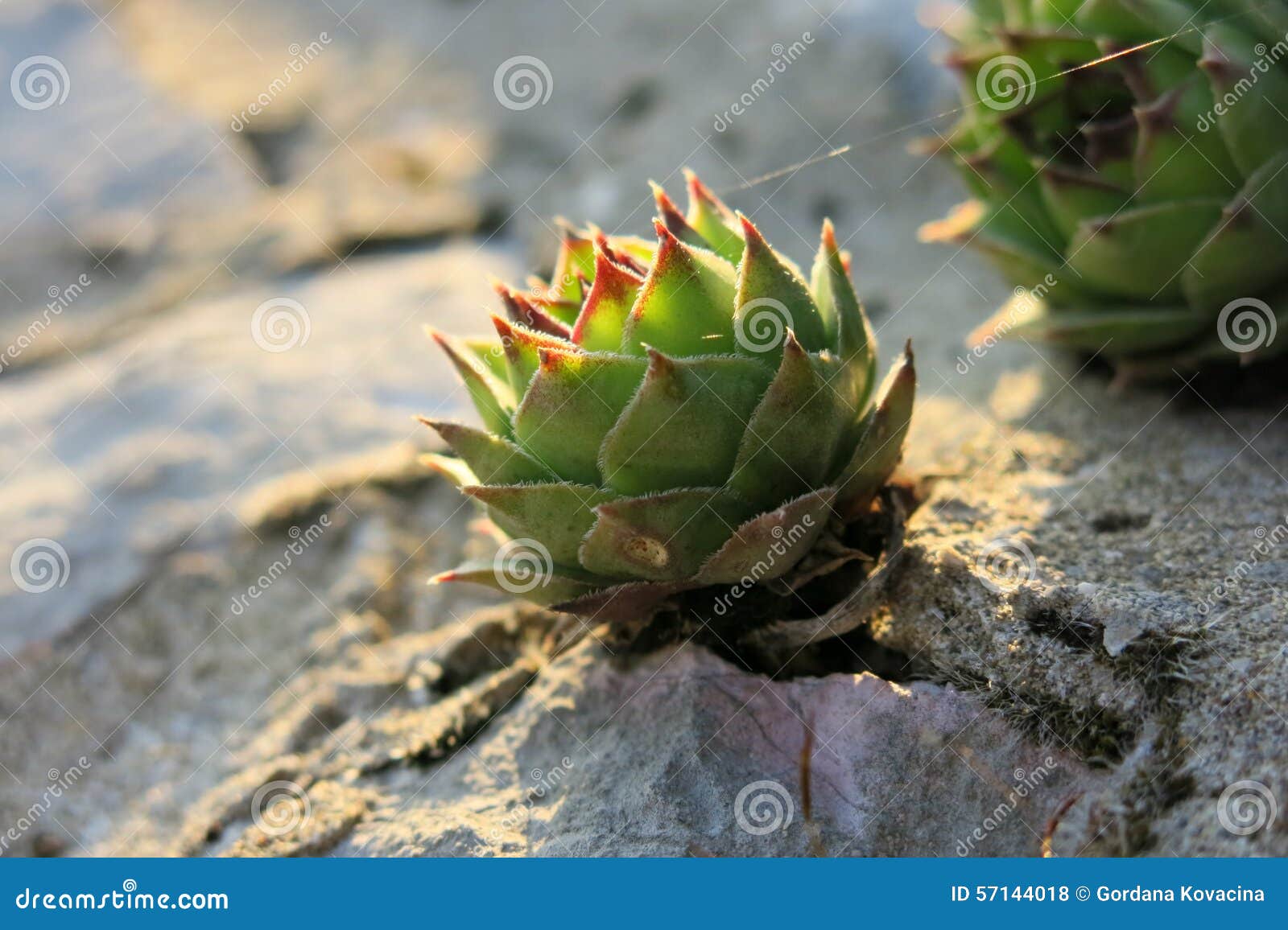 Houseleek stock photo. Image of healthy, juicy, houseleek - 57144018