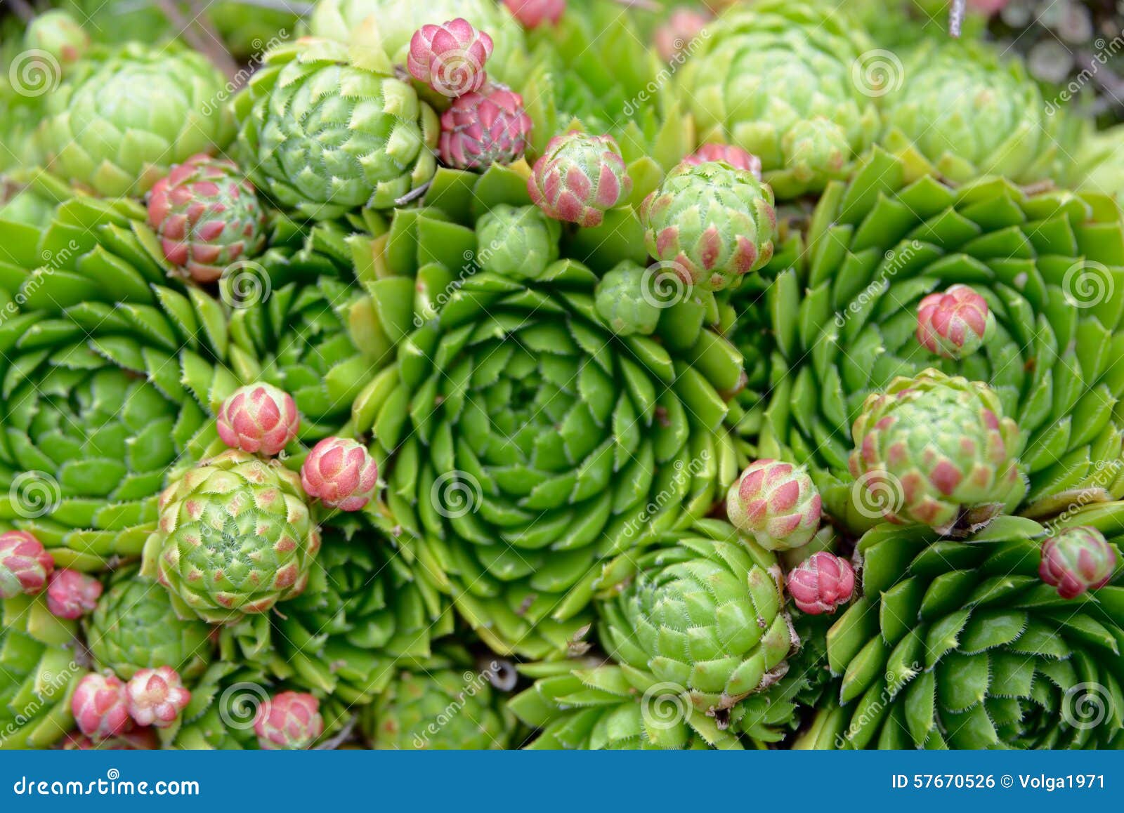 Houseleek stock photo. Image of color, overhead, view - 57670526