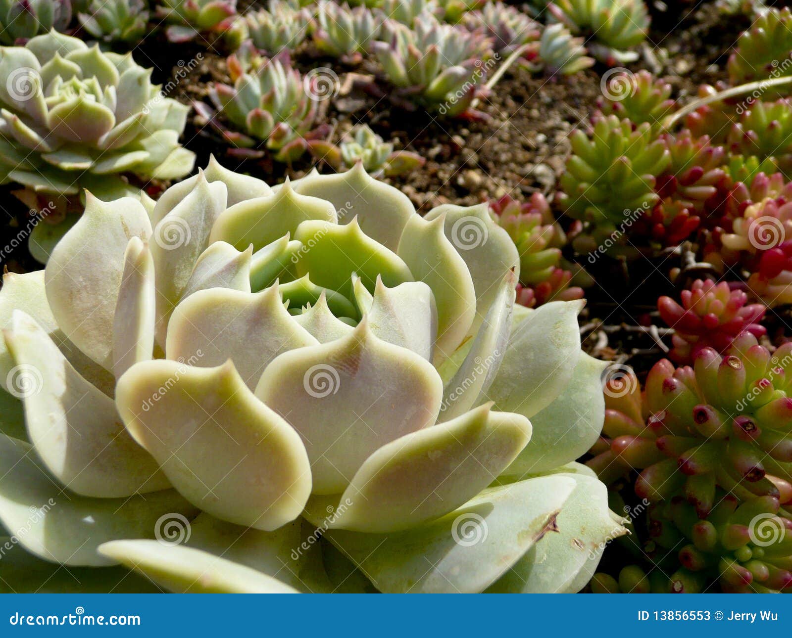 Houseleeks stock image. Image of vegetarian, live, leeks - 13856553