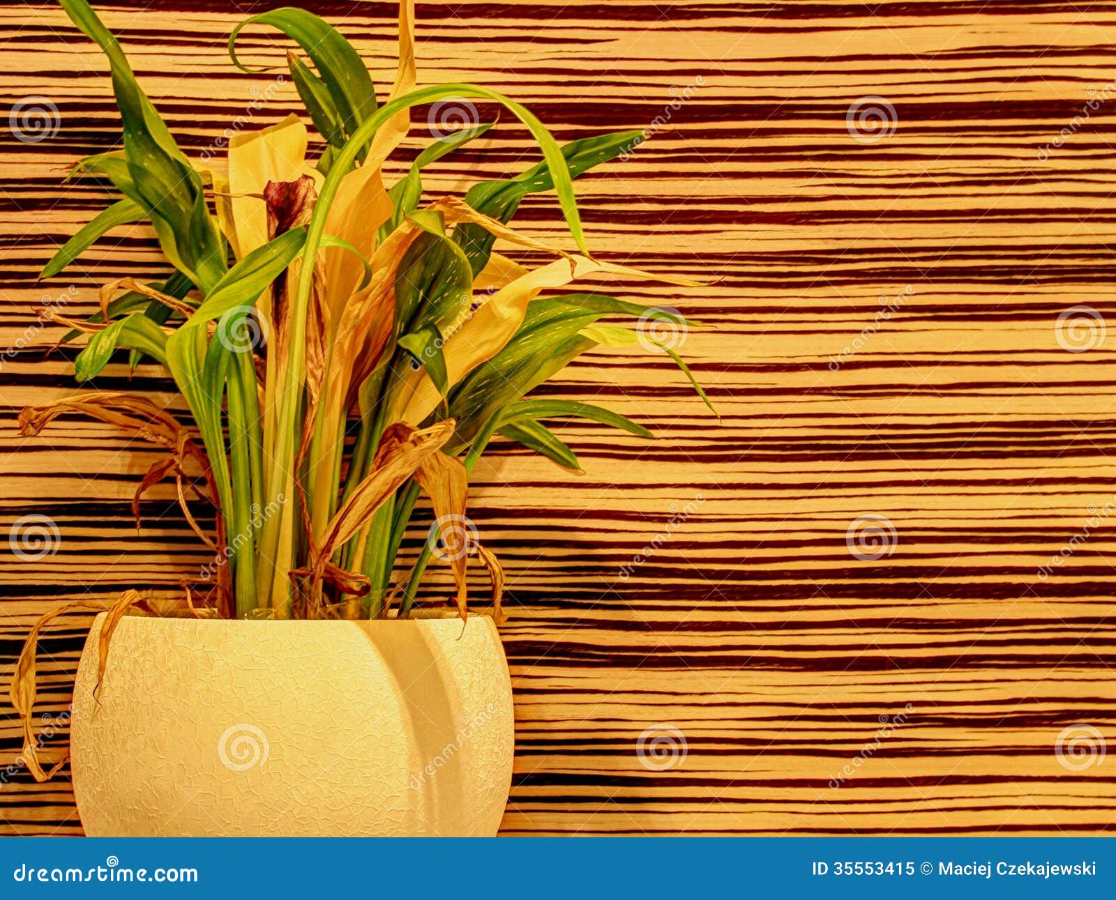 Houseplant on Abstract Background Stock Image - Image of leaf, bright ...