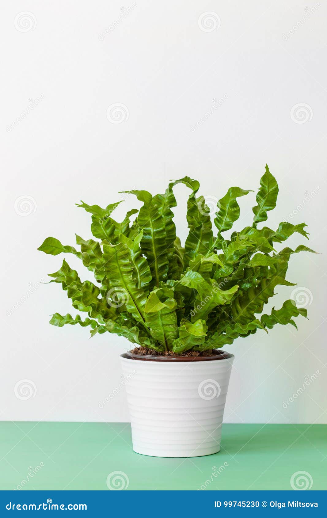 Houseplant Asplenium Nidus in White Pot Stock Photo - Image of botany ...