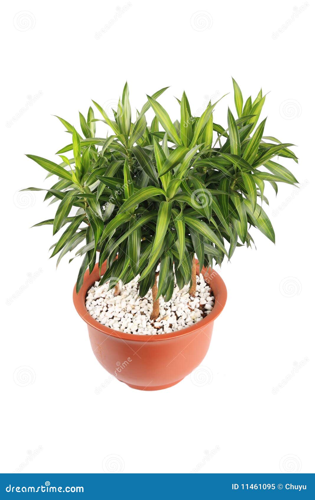 Dracaena Reflexa Grows Surrounded By Phoenix Roebelenii Palms In ...