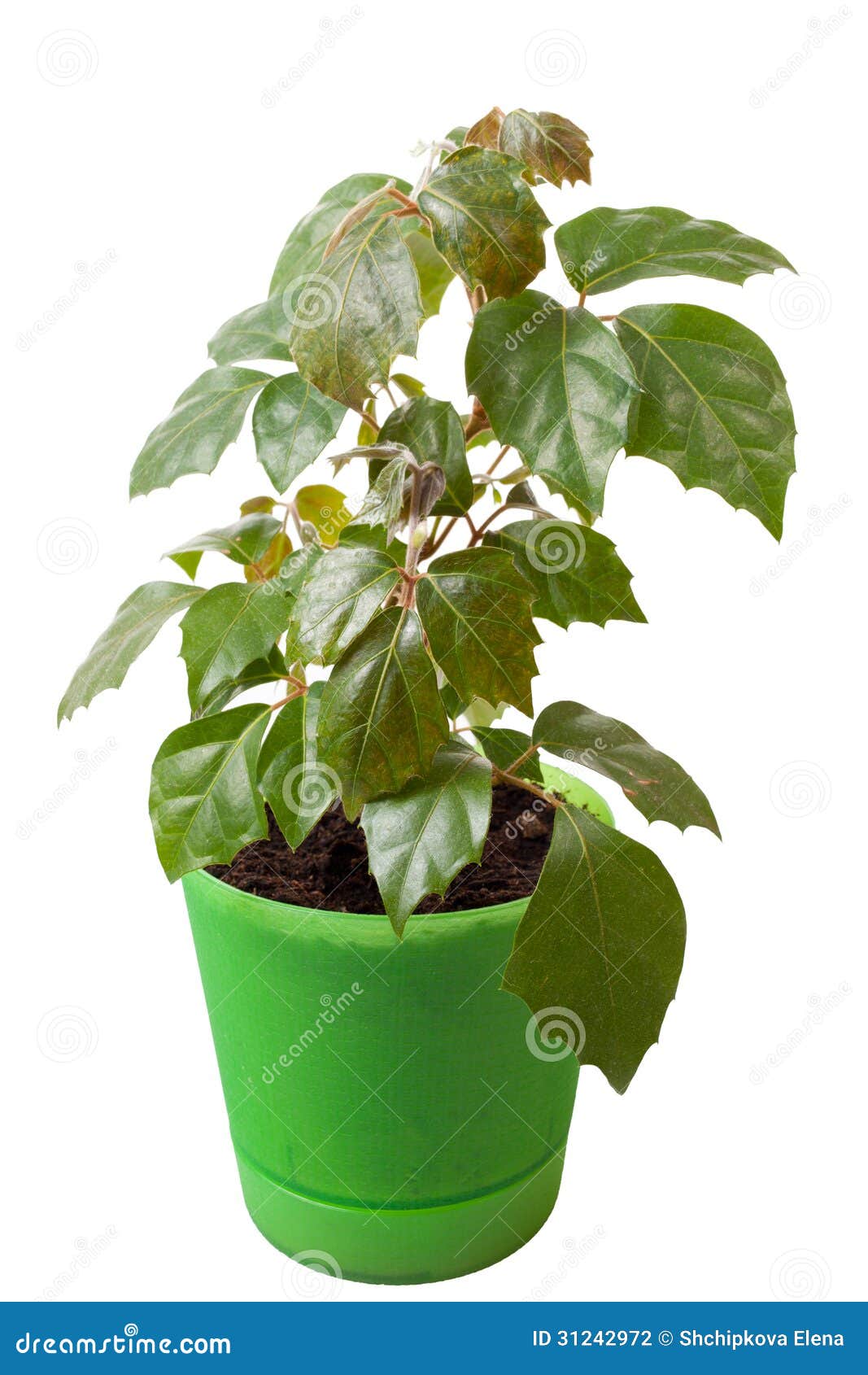 Houseplant Ein Cissus Rhombifolia Stockfoto - Bild von grün ...