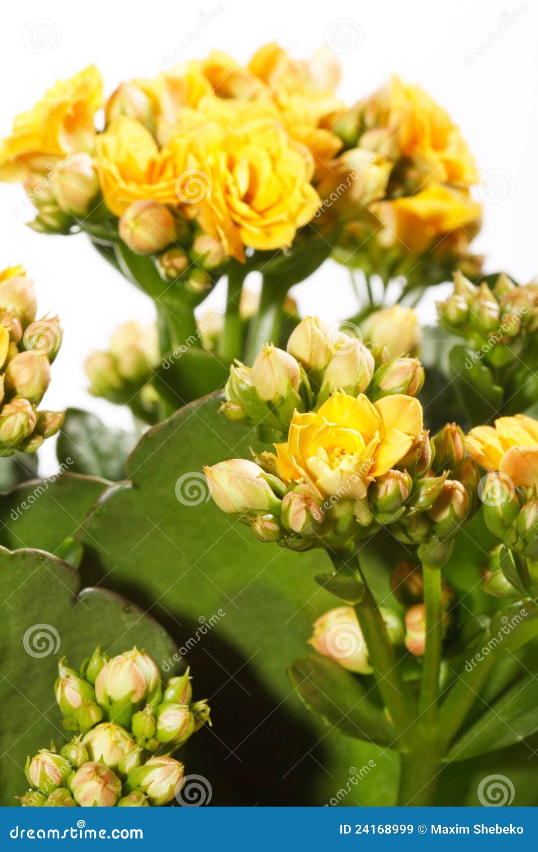 Houseplant Kalanchoe in Pot Stock Image - Image of foliage, green: 24168999