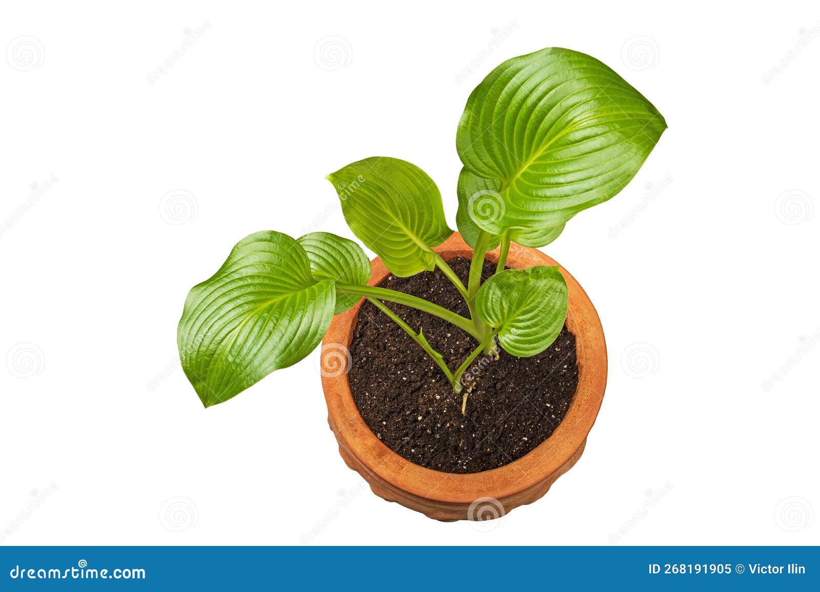 Houseplant Philodendron in a Pot, Top View.Isolate on a White ...