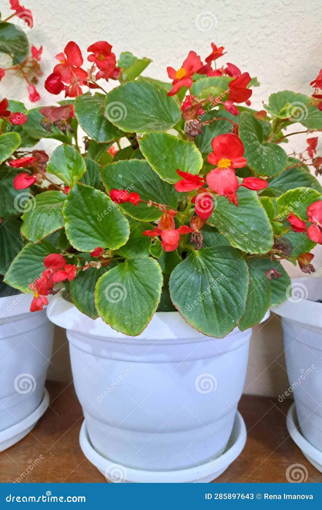 The Houseplant with Red Flowers in a White Pot Stock Image - Image of ...