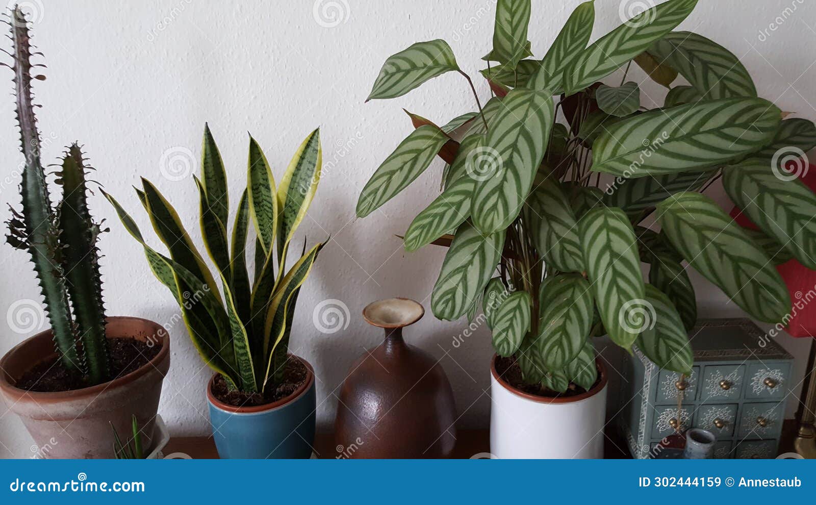 Houseplants stock image. Image of houseplant, tree, leaf - 302444159