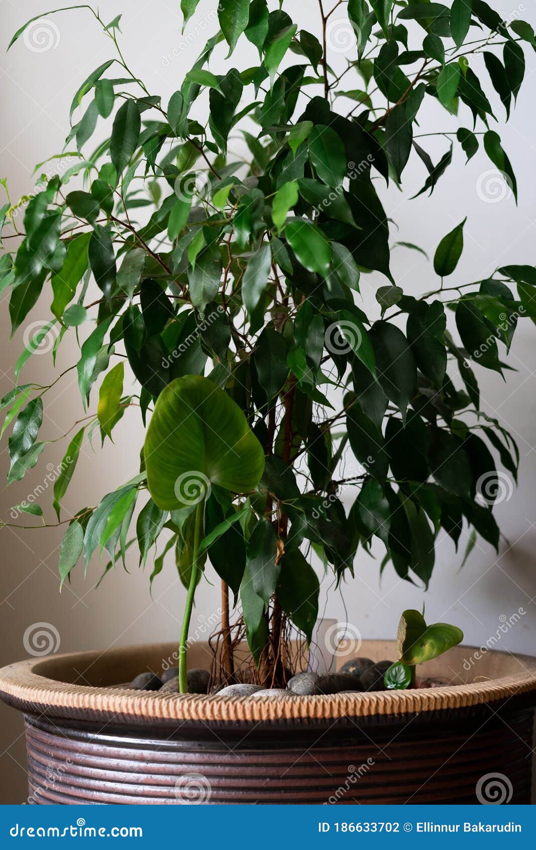 Houseplants Small Tree in a Large Ceramic Pot. Green Interior Design ...