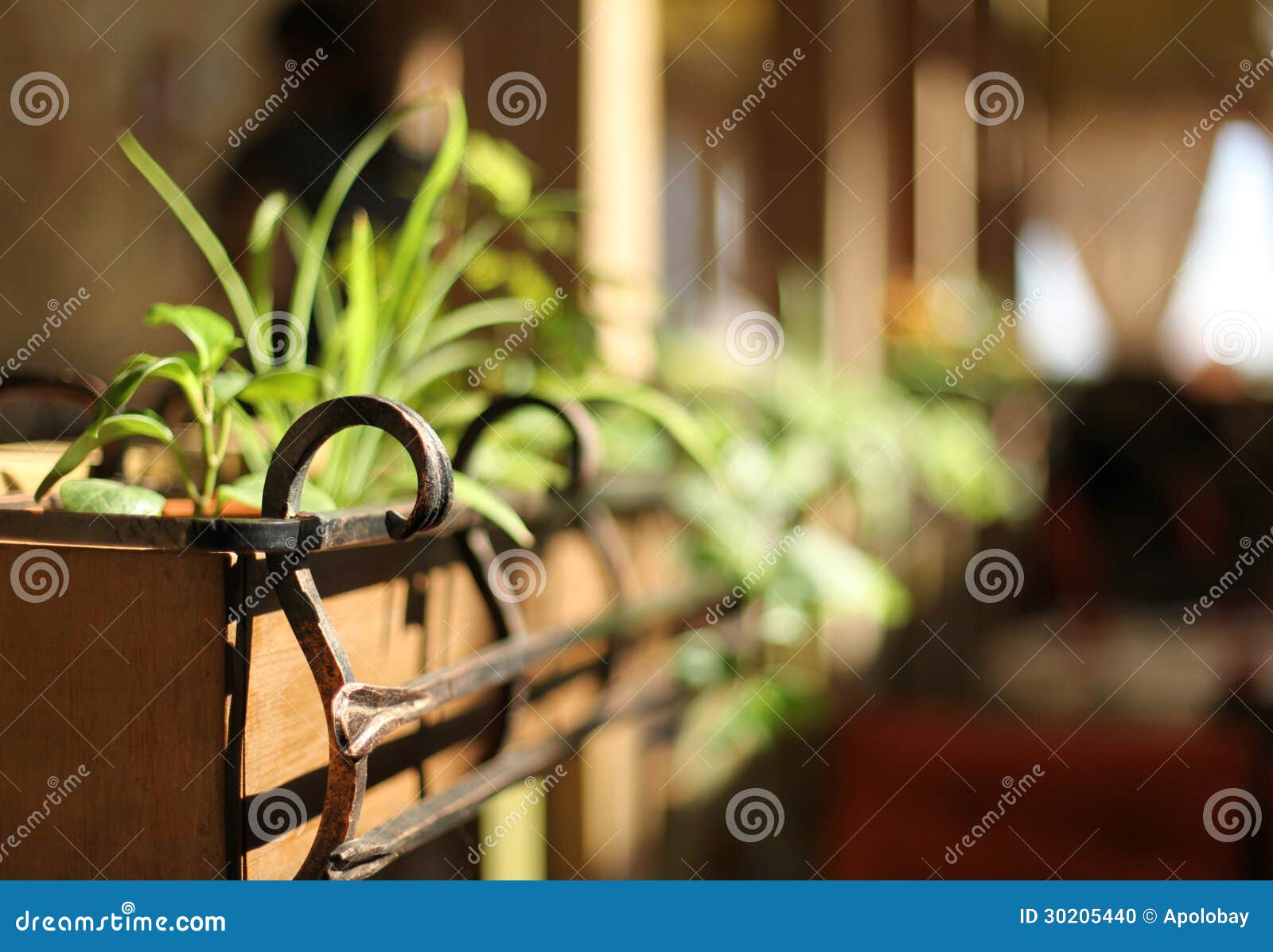Houseplants in a Wooden Flower Bed. Shallow Depth of Field Stock Photo ...