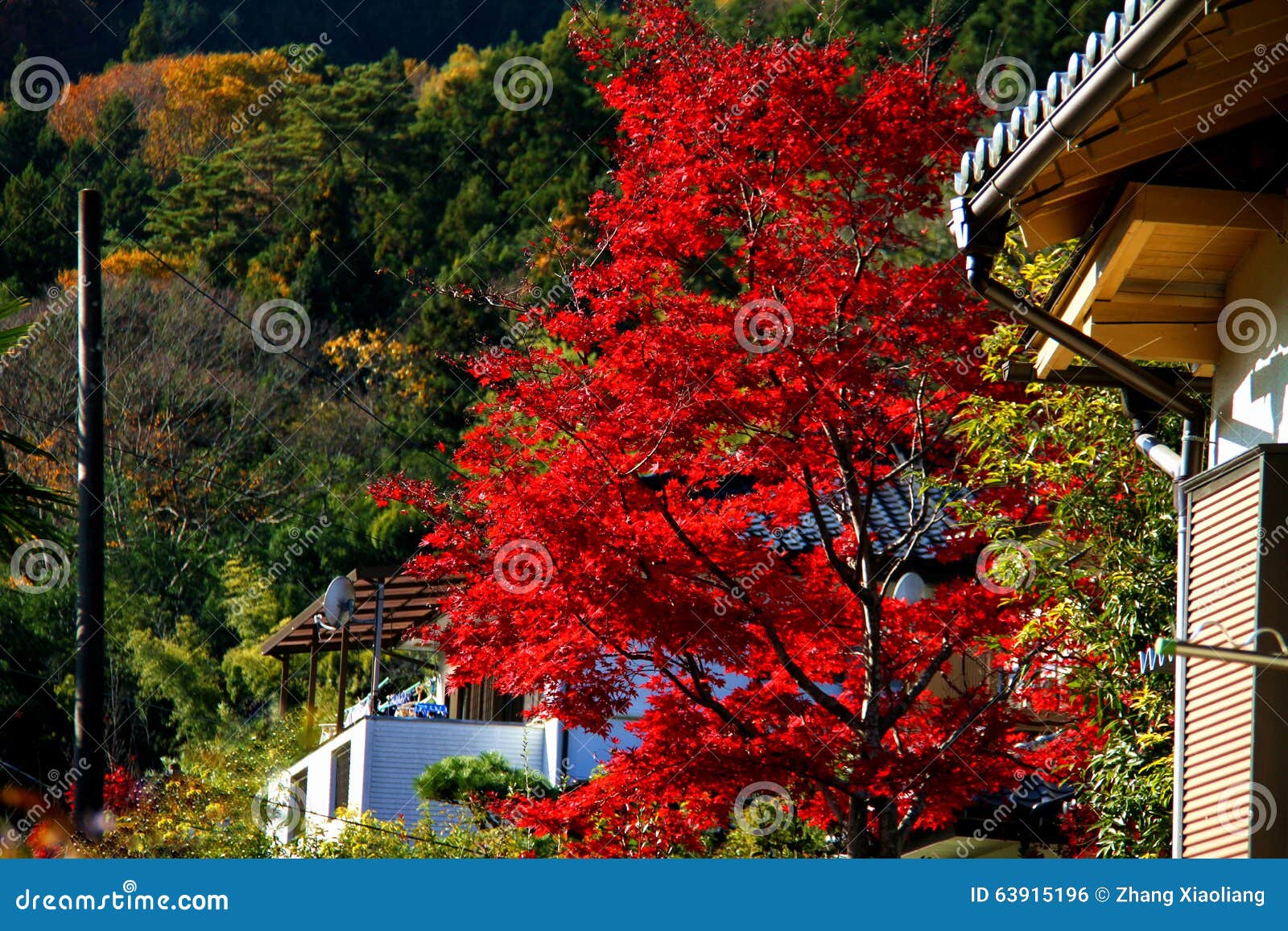 Houses and Maple stock photo. Image of gunnma, heritage - 63915196