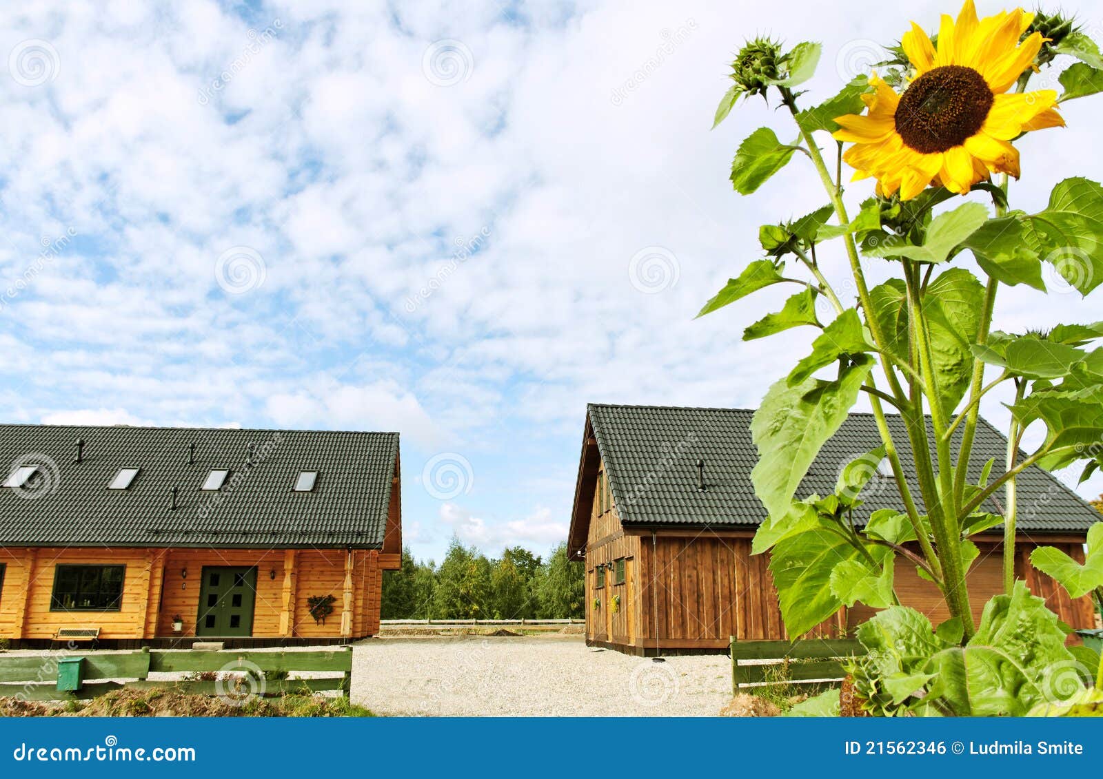 Houses and sunflower. stock photo. Image of construction - 21562346