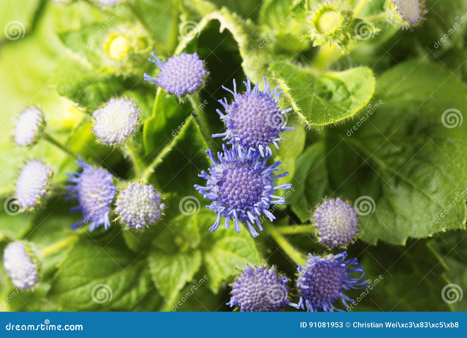 Houstonianum Azul Do Ageratum Da Erva Daninha Imagem de Stock - Imagem ...