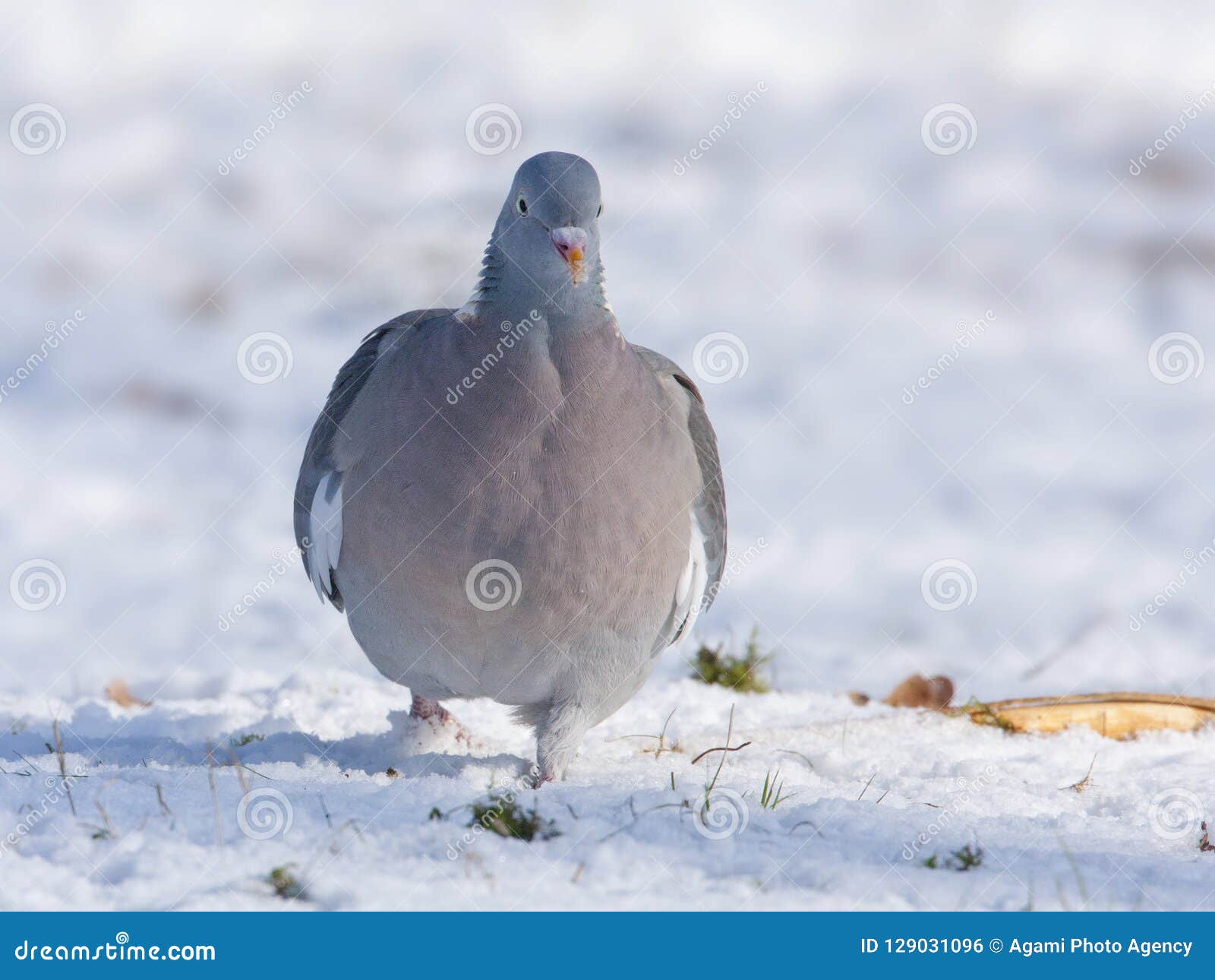 Houtduif, Pombo Torcaz Comum, Palumbus Do Columba Foto de Stock ...