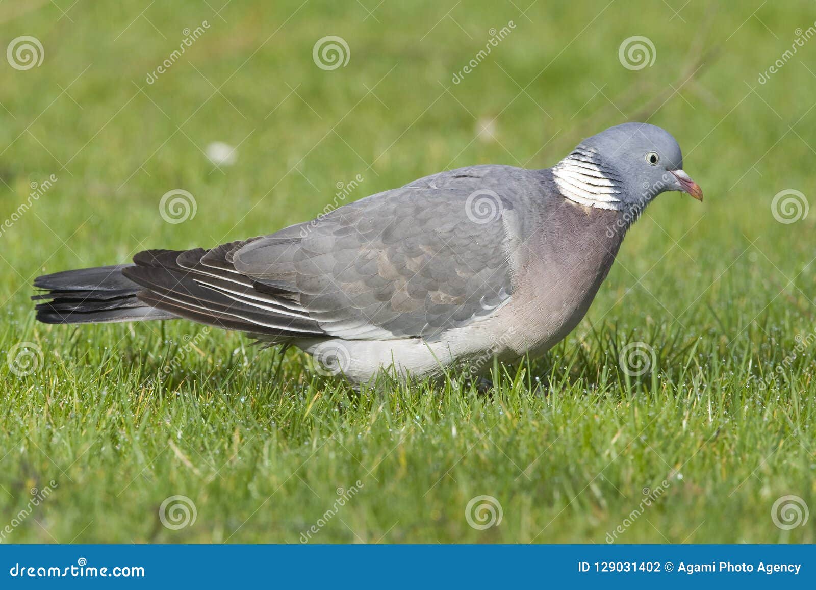 Houtduif, Pombo Torcaz Comum, Palumbus Do Columba Foto de Stock ...