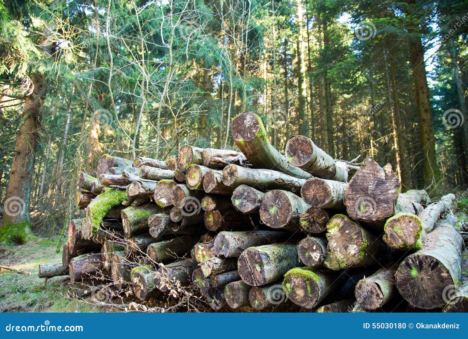 Houten Boomstam in Bos stock foto. Image of geheimzinnig - 55030180