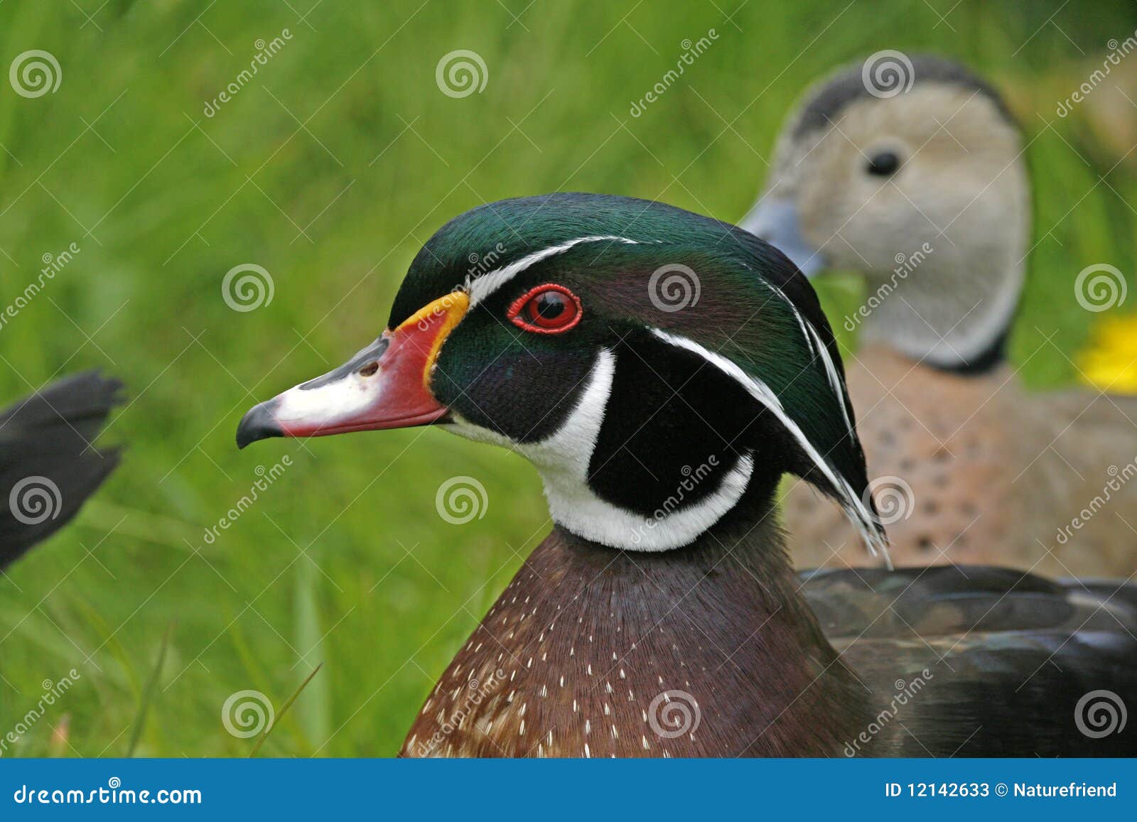 Houten Eend - De Eend Van Carolina Stock Afbeelding - Image of vogel ...