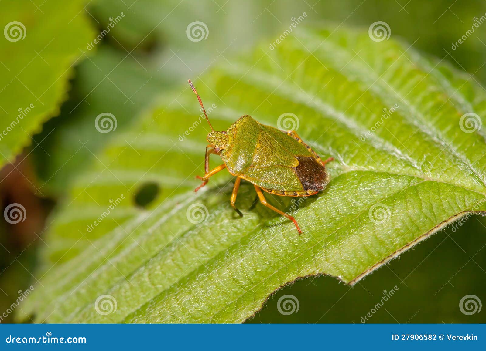 Houten Insect Op Groen Blad Stock Foto - Image of niemand, gras: 27906582