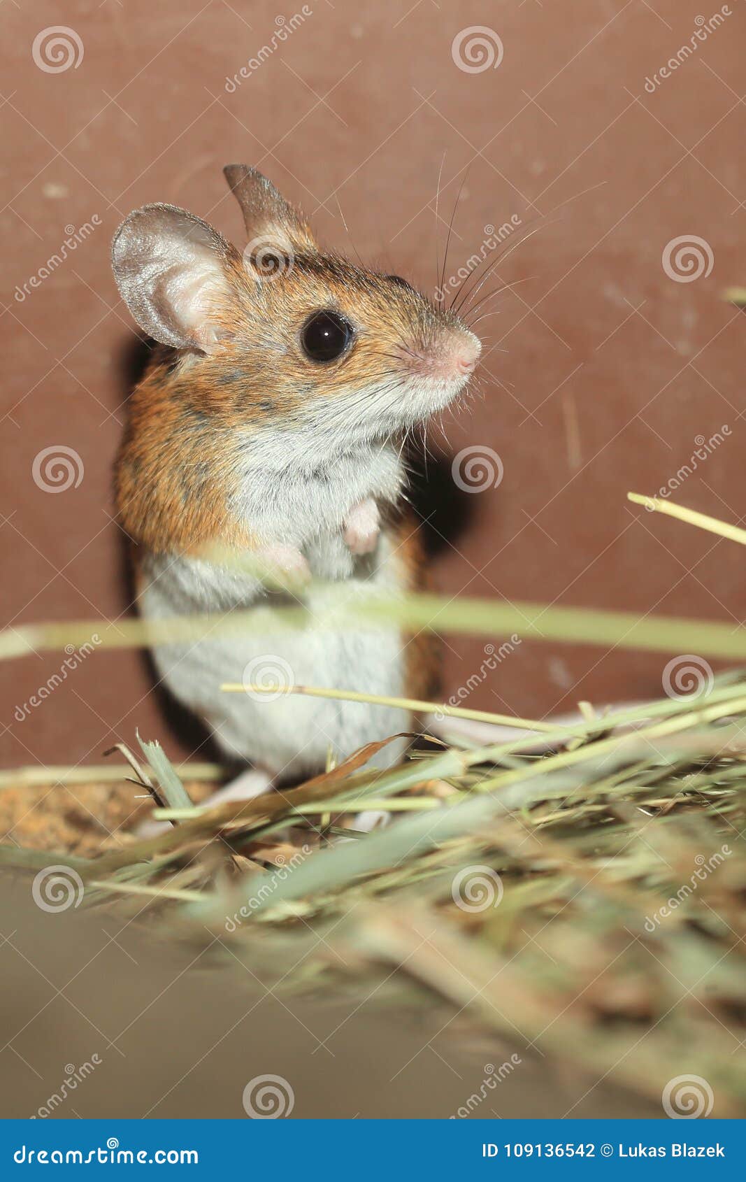 Houten muis stock foto. Image of nave, stro, hout, volwassen - 109136542