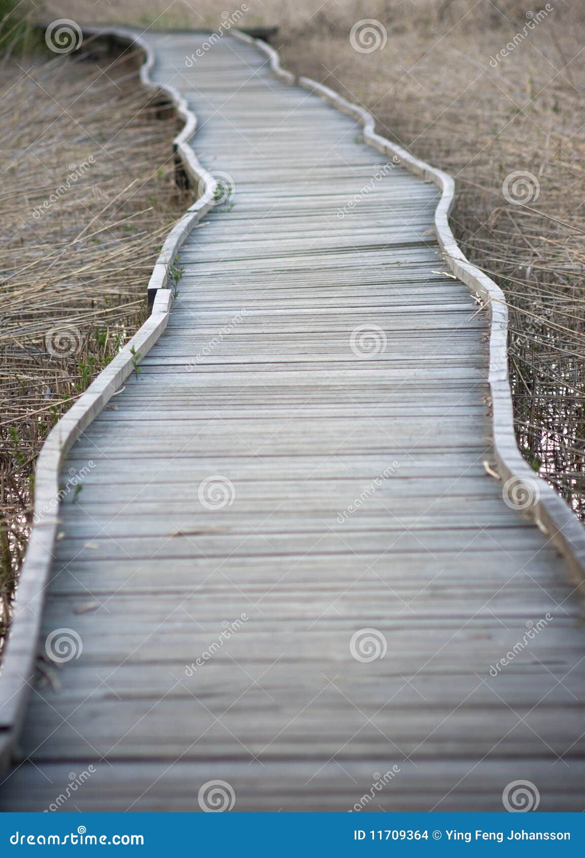 Houten voetpad stock foto. Image of moerasland, landelijk - 11709364
