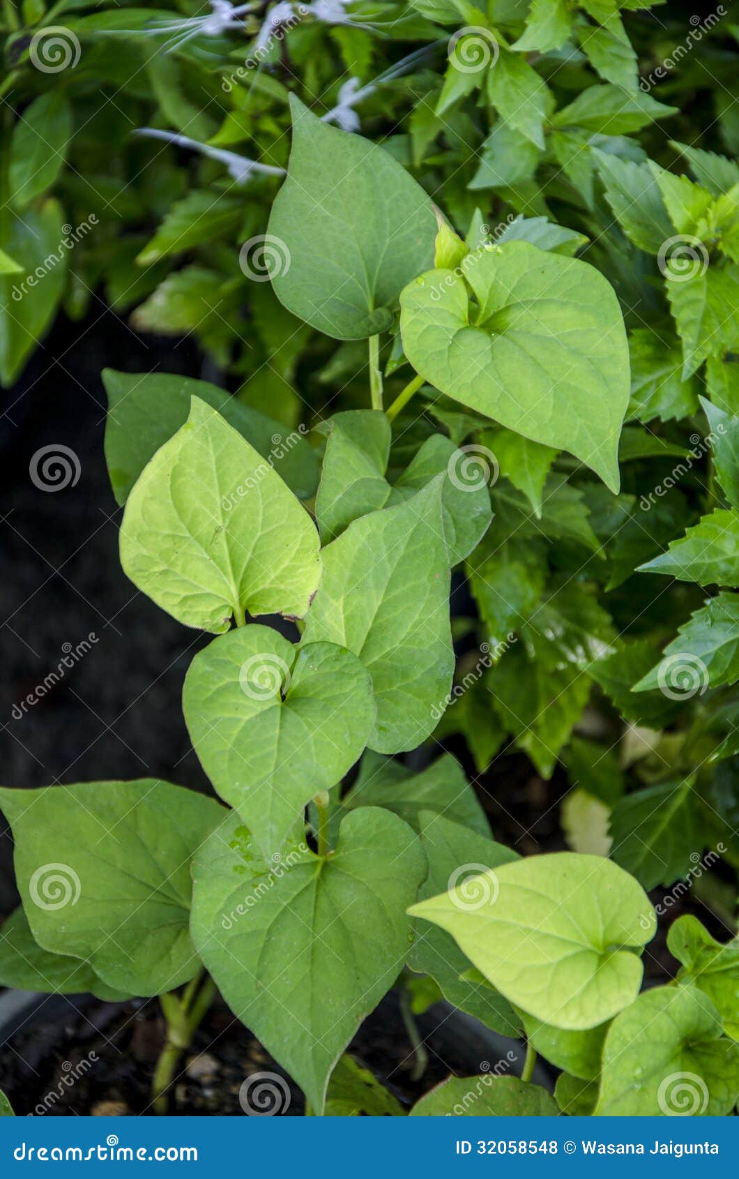 Houttuynia cordata Thunb. stock photo. Image of saururaceae - 32058548