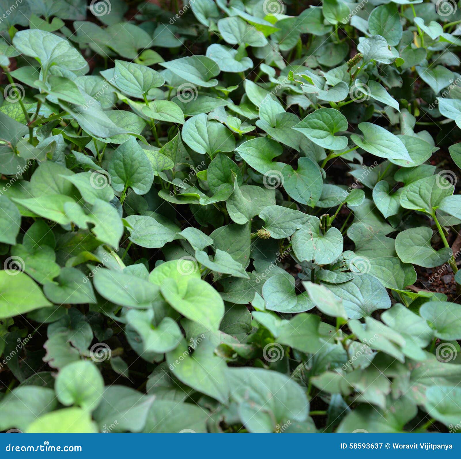 Houttuynia cordata Thunb stock image. Image of potassium - 58593637