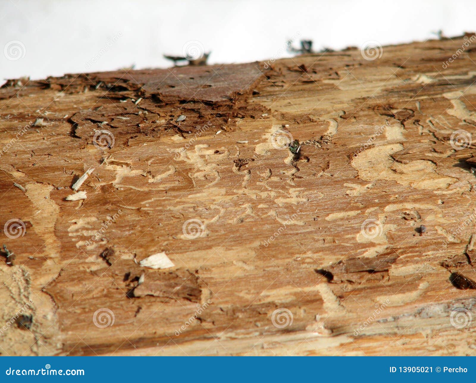 Houtworm stock afbeelding. Image of structuur, schors - 13905021