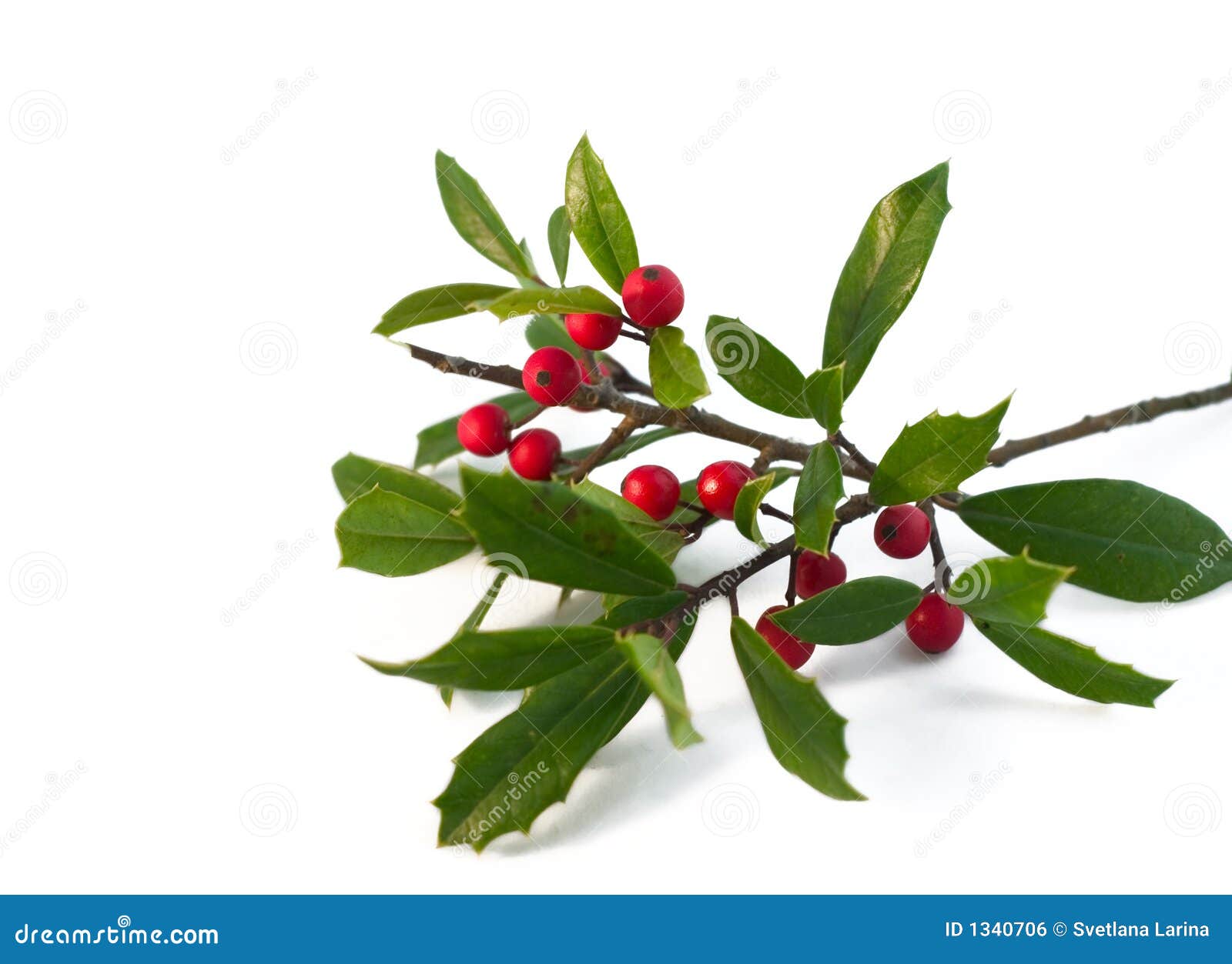 Houx photo stock. Image du rouge, lames, fond, réel, lumineux - 1340706