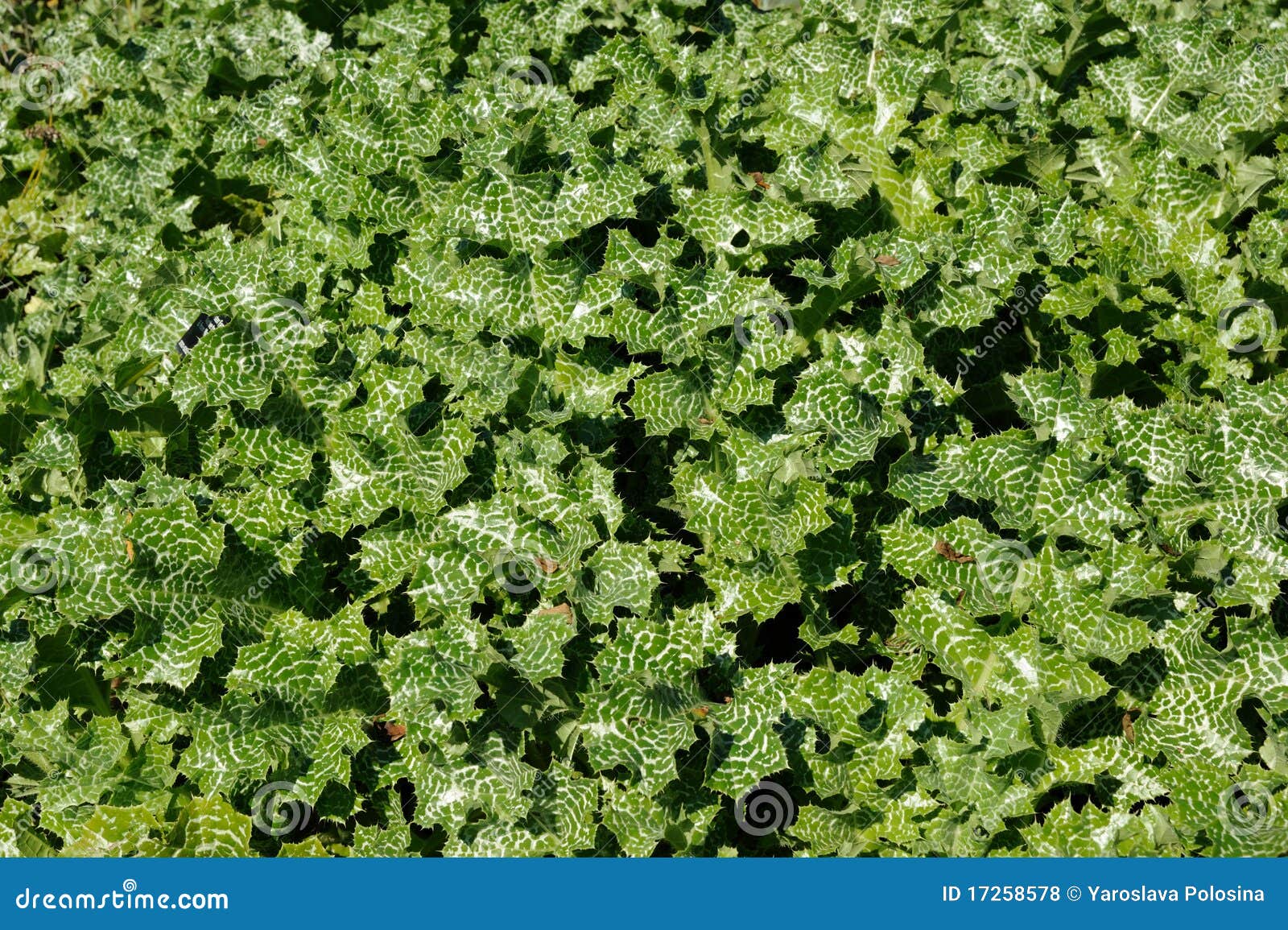 Houx photo stock. Image du centrale, saison, arbre, houx - 17258578