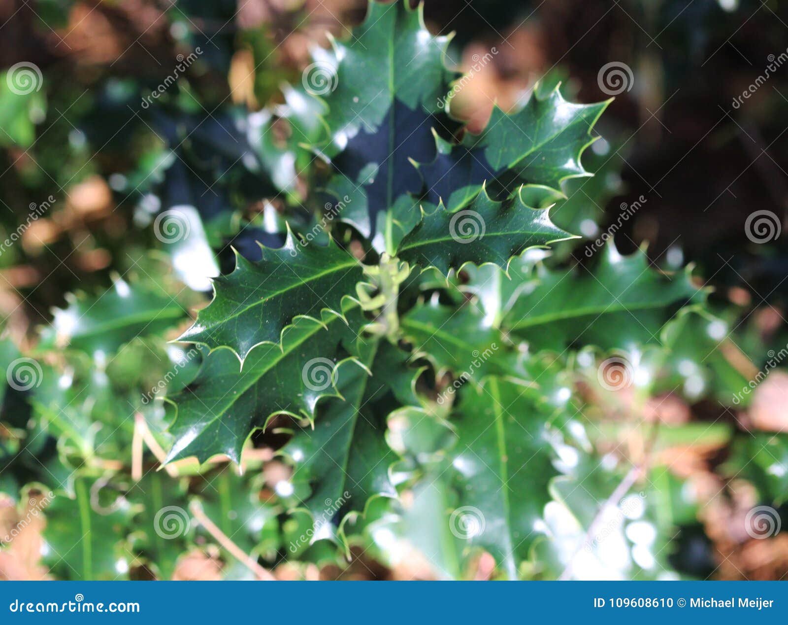 Houx Commun, Aquifolium D'Ilex Photo stock - Image du extérieur, baie ...