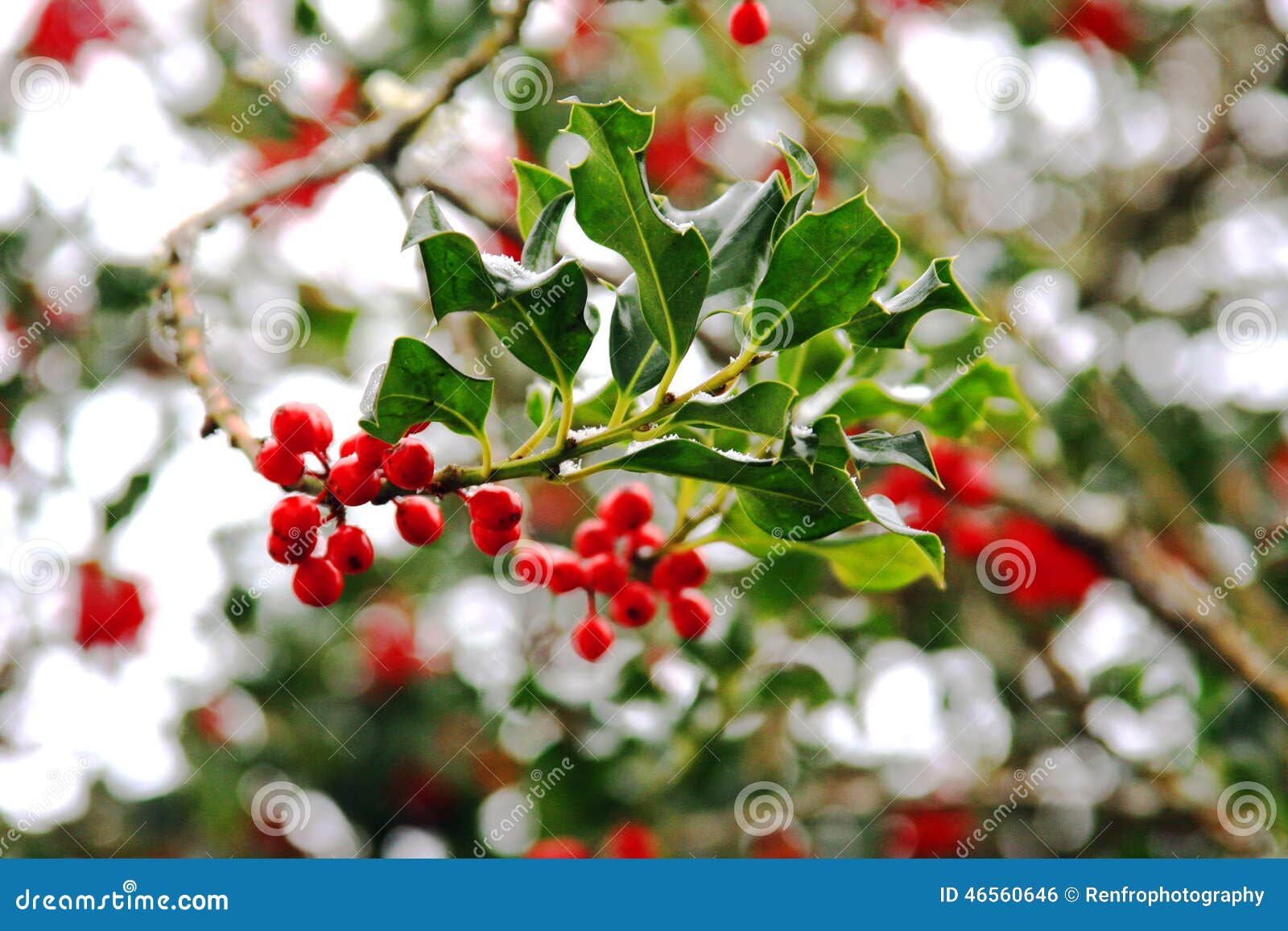 Houx en hiver photo stock. Image du sélecteur, symbole - 46560646