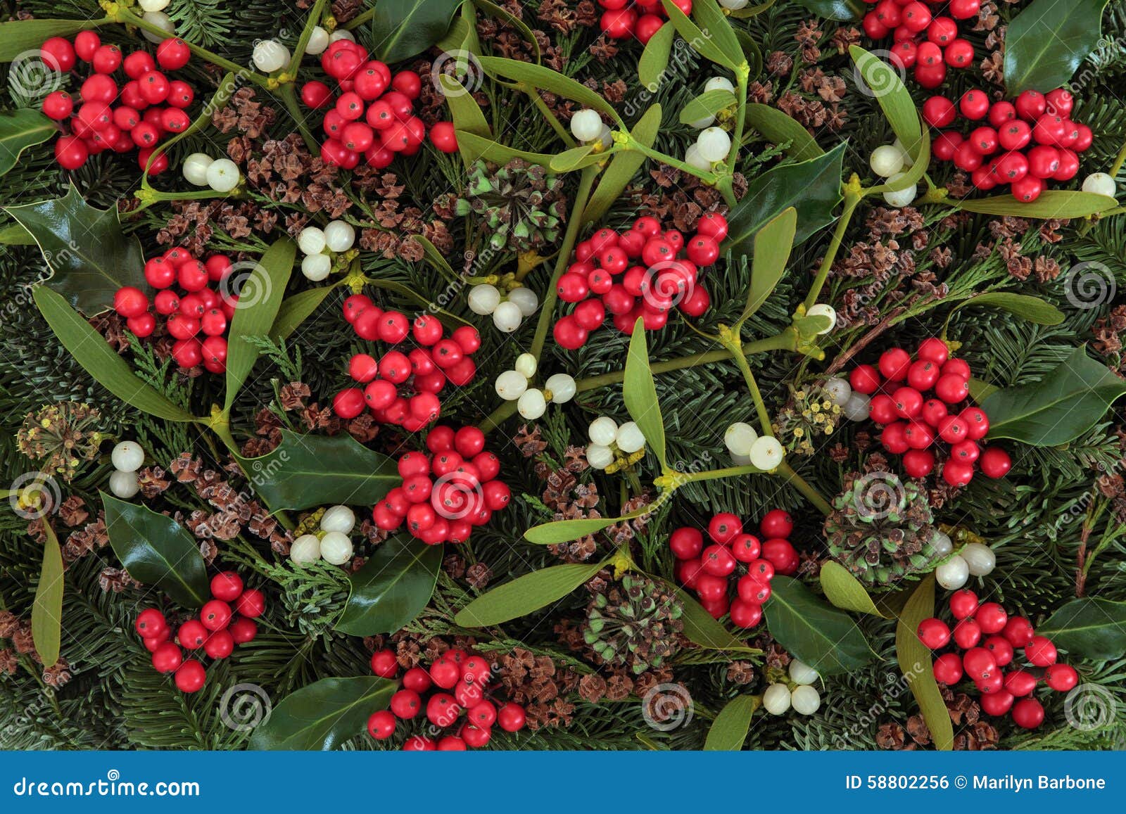 Houx et gui photo stock. Image du décembre, fond, traditionnel - 58802256