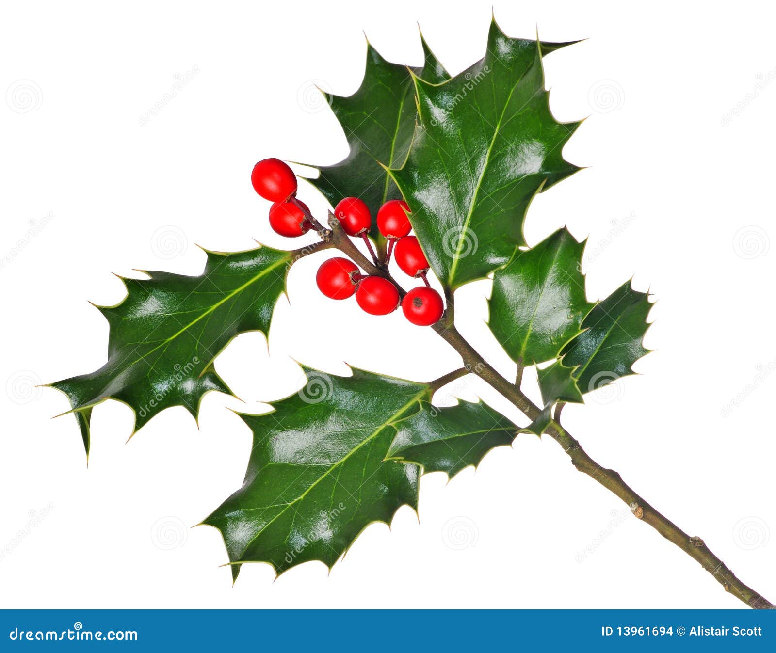 Houx (Ilex) - D'isolement Sur Le Blanc Photo stock - Image du ...