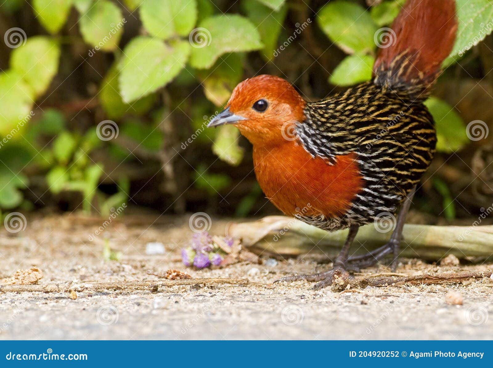 Hovaral, Madagascar Flufftail, Sarothrura Insularis Stock Photo - Image ...
