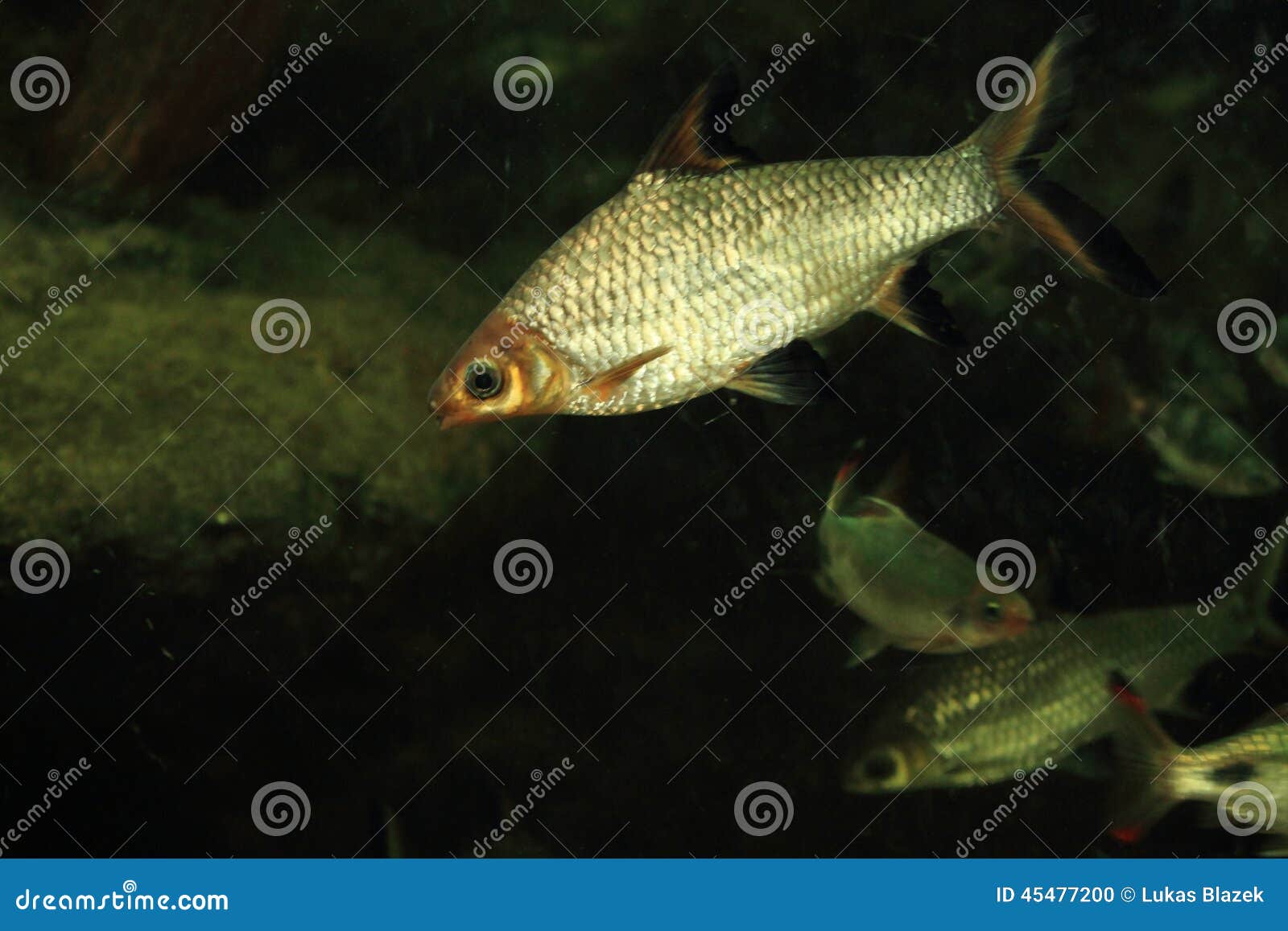 Hoven`s Carp Leptobarbus Hoevenii, Also Known As The Mad Barb Or Sultan ...