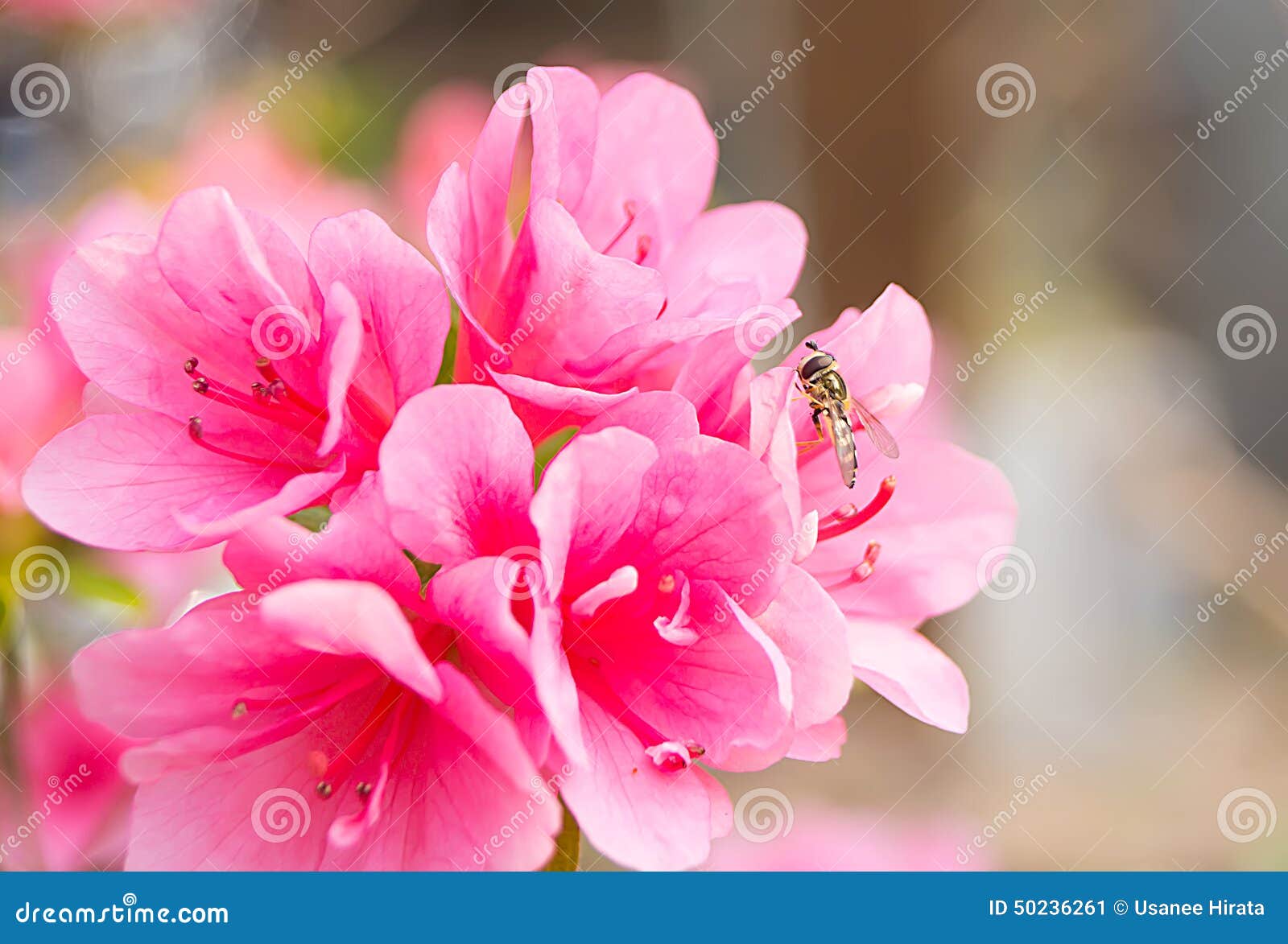 Hover Flies Hover Files Macro in Green Nature or in the Garden Stock ...