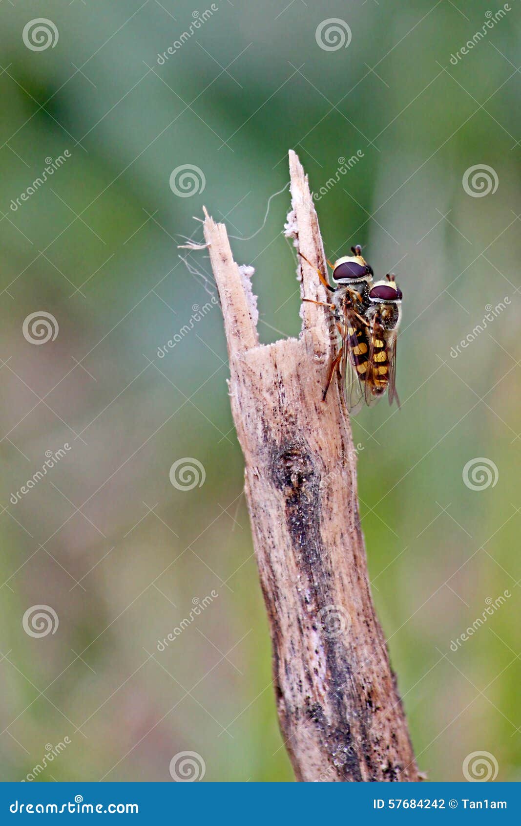 Hover Flies Mating stock photo. Image of hover, spring - 57684242