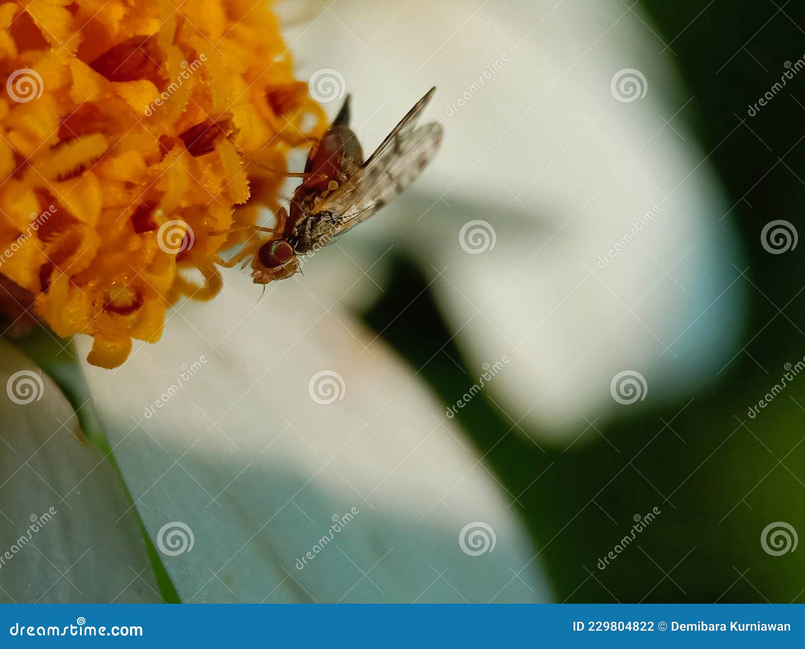 A Hoverfly Seen from the Side Perched on a Daisy Flower Stock Photo ...
