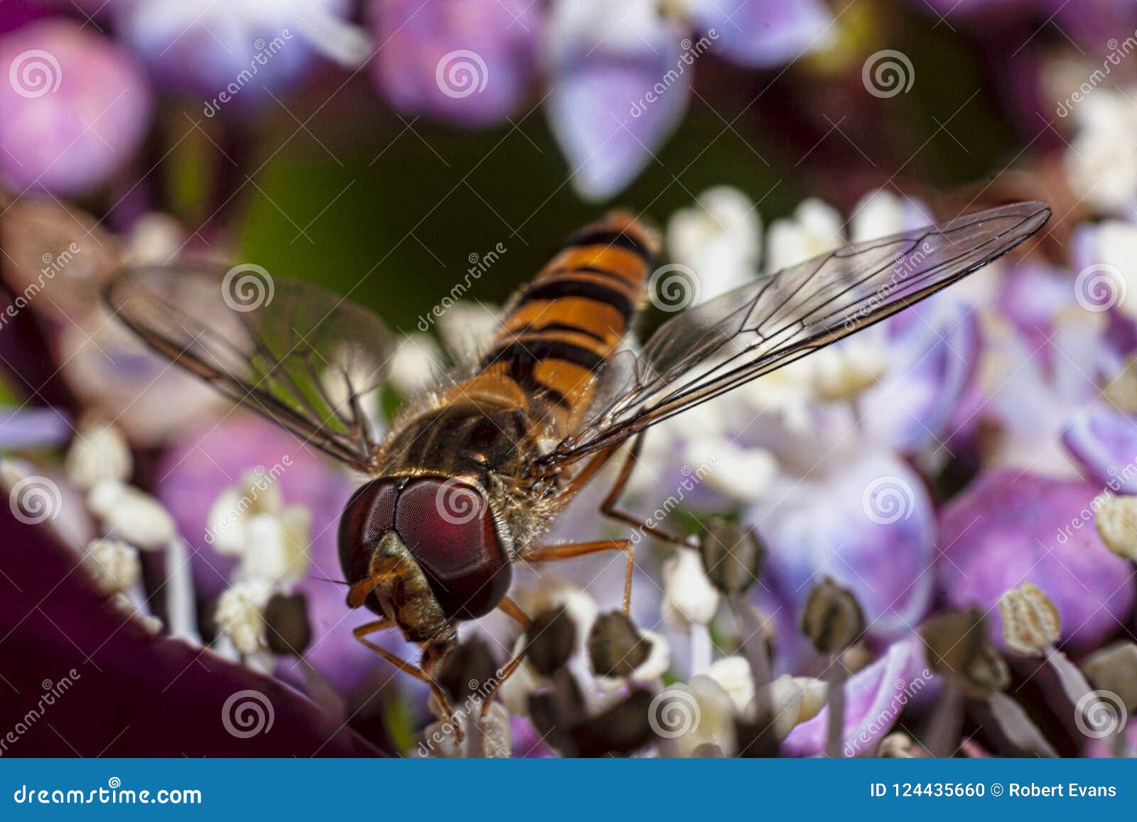 Hover / flower fly stock photo. Image of yellow, flower - 124435660