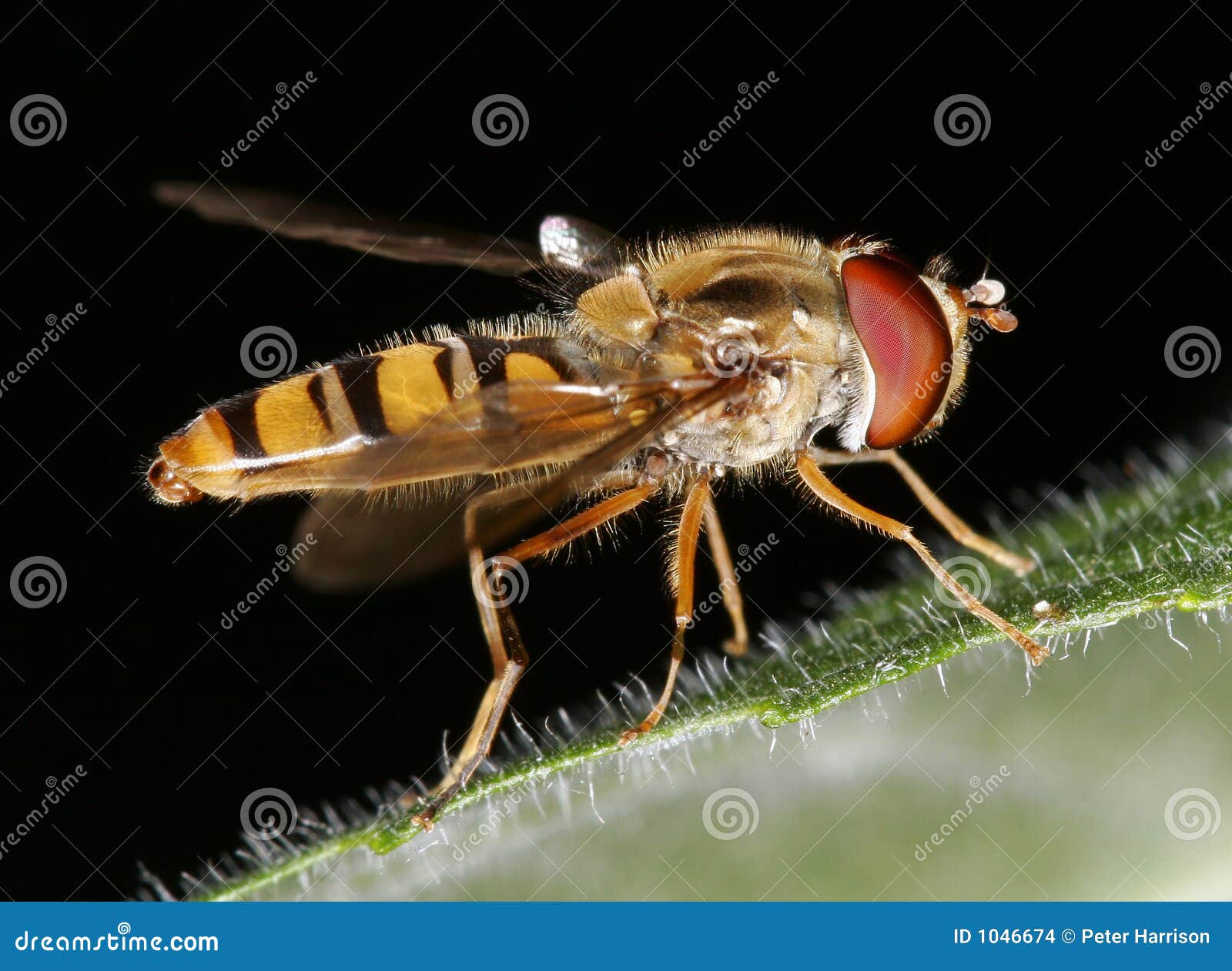 Hover Fly stock photo. Image of nature, detail, summer - 1046674