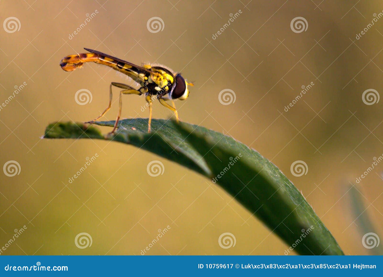 Hover-fly stock image. Image of animal, garden, park - 10759617