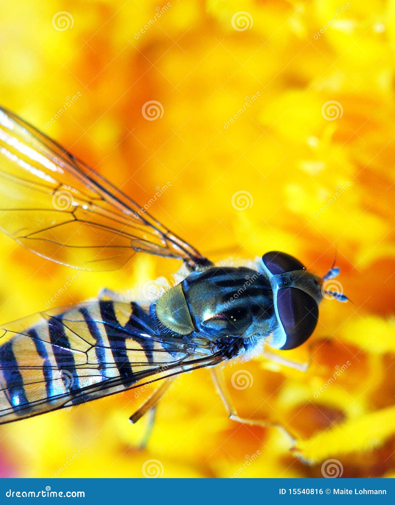Hover fly stock photo. Image of sweat, insects, garden - 15540816